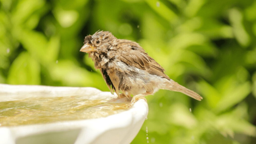 How to Care for Baby Quail